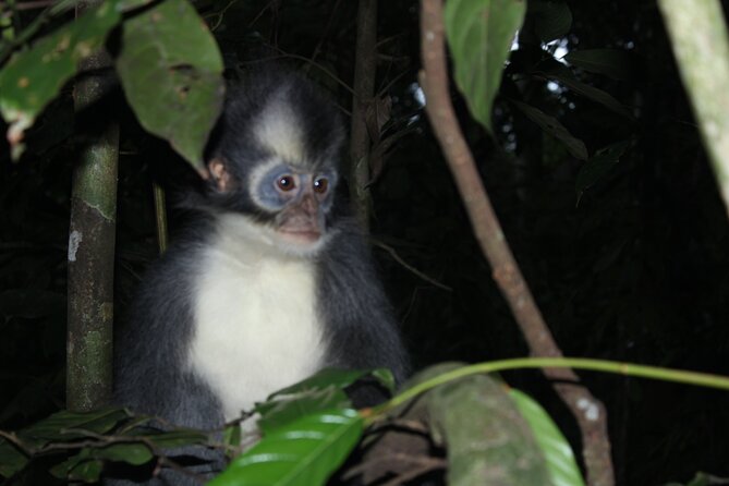 Bukit lawang tour 3days-2 night jungle trekking including rafting - The First Day: Into the Jungle