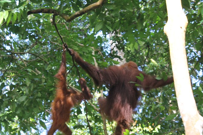 Bukit lawang tour 3days-2 night jungle trekking including rafting - Accommodation and Food