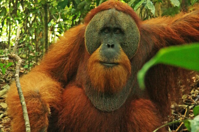 Bukit lawang tour 3days-2 night jungle trekking including rafting - The Optional Rafting