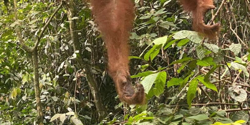 Bukitlawang Orangutan : 3 Days Group Jungle Trek - Key Points