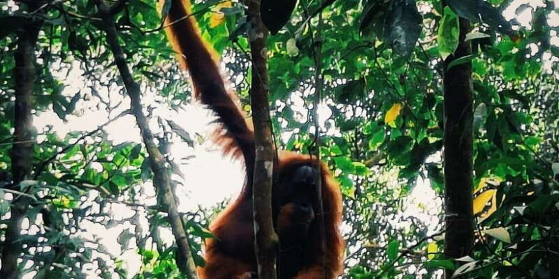 Bukitlawang Orangutan : 3 Days Group Jungle Trek - What to Expect on the 3-Day Jungle Trek