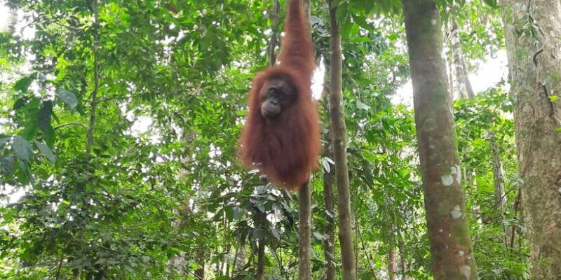 Bukitlawang Orangutan : 3 Days Group Jungle Trek - The Logistics and Value