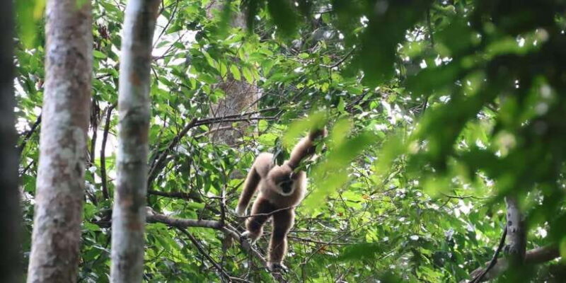 Bukitlawang Orangutan : 3 Days Group Jungle Trek - FAQ: Your Practical Questions Answered