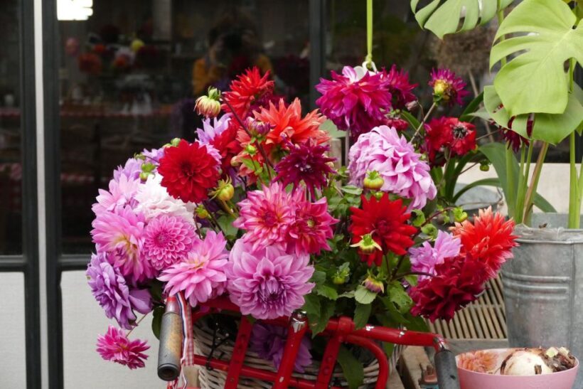 Bulb region: Dahlias Bicycle Tour - Authentic Reviews and Insights
