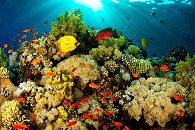Bunaken Island three-point snorkeling includes lunch and shuttle - Why Snorkeling on Bunaken Matters