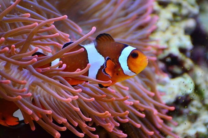 Bunaken Island three-point snorkeling includes lunch and shuttle - Who Would Enjoy This Tour?