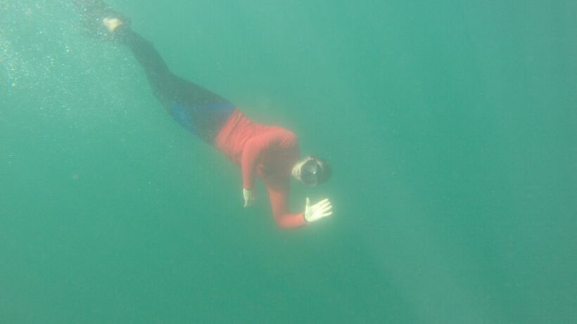 Bunbury: Swim with Dolphins Tour - Key Points