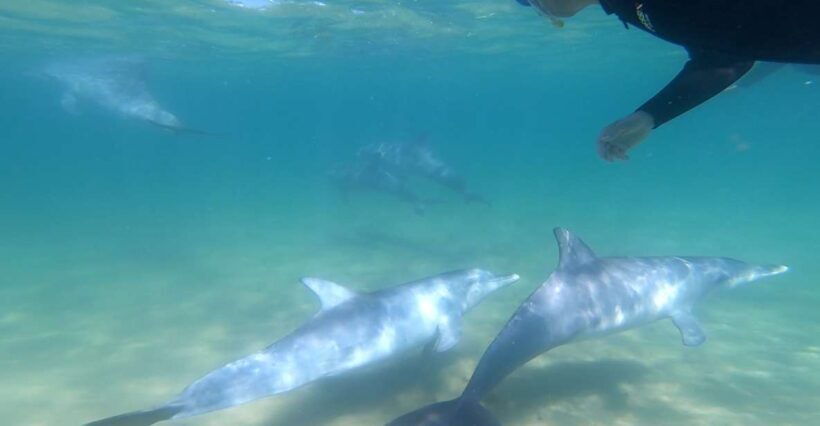 Bunbury: Swim with Dolphins Tour - An In-Depth Look at the Experience