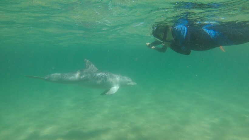 Bunbury: Swim with Dolphins Tour - Authentic Reviews and Insights