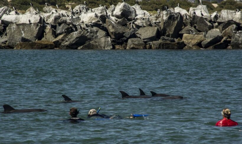 Bunbury: Swim with Dolphins Tour - Who Should Consider This Tour?