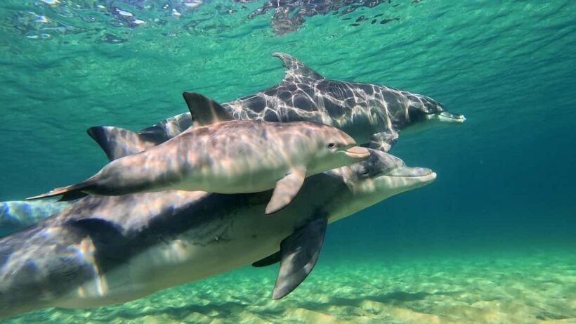 Bunbury: Swim with Dolphins Tour - FAQ
