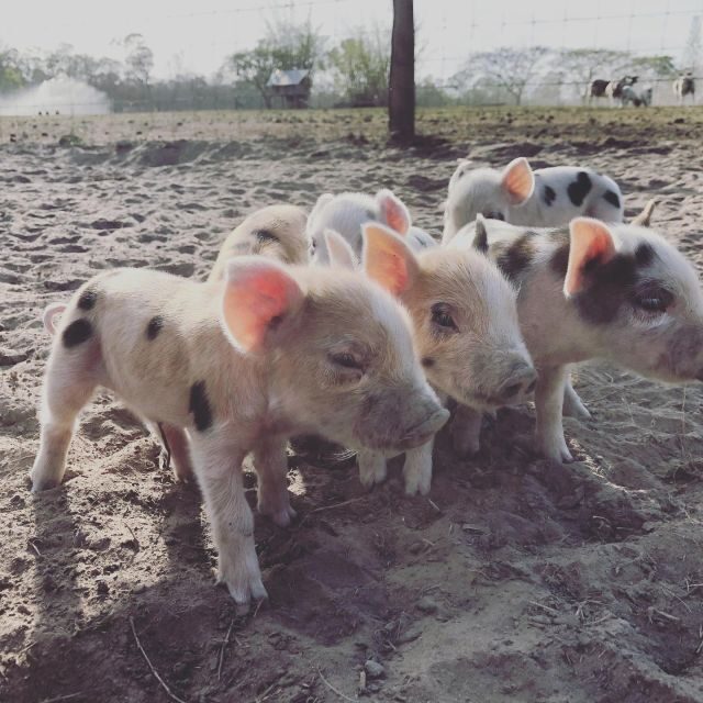 Bundaberg: Family-Friendly Entry Ticket to Splitters Farm - An In-Depth Look at Splitters Farm Experience