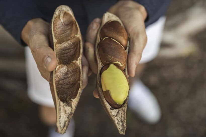 Bundaberg: Half Day Indigenous Experience with Morning Tea - An In-Depth Look at the Experience