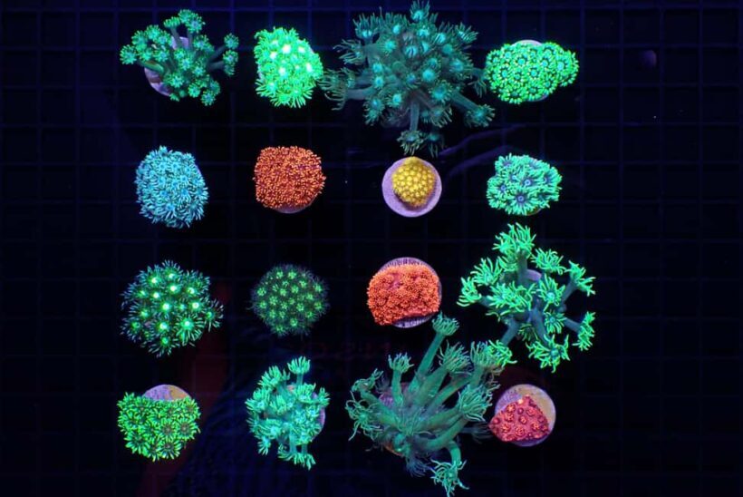 Bundaberg: Monsoon Aquatics Coral Farm Guided Tour - Who Should Consider This Tour?