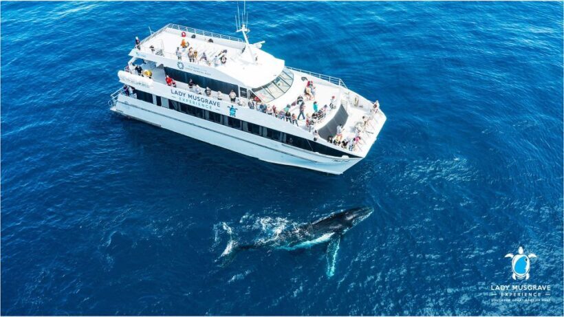 Bundaberg: Whale Watching Sightseeing Cruise with Lunch - Setting the Scene: What Makes This Tour Special