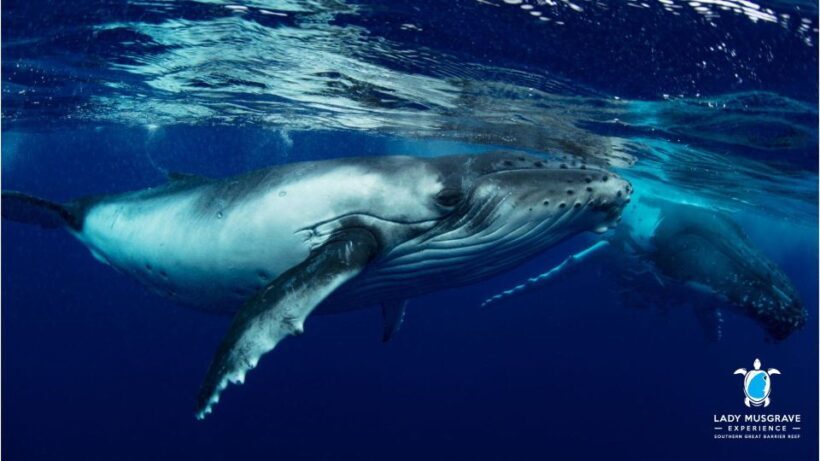 Bundaberg: Whale Watching Sightseeing Cruise with Lunch - What the Reviews Say