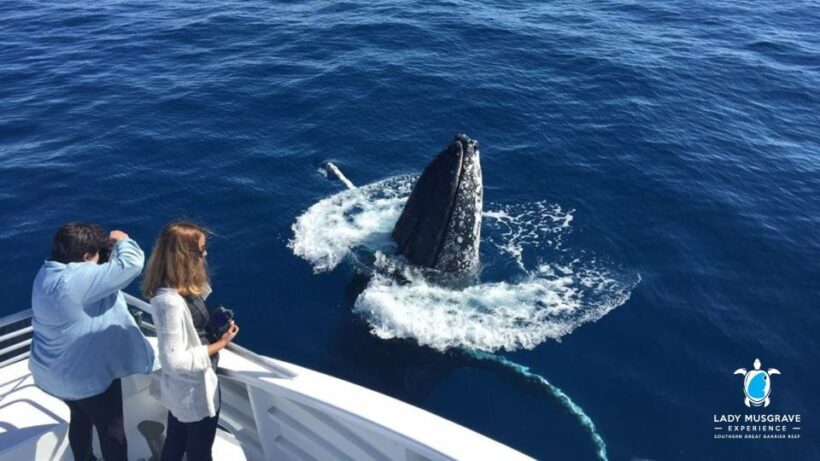 Bundaberg: Whale Watching Sightseeing Cruise with Lunch - The Sum Up: Who Will Get the Most From This Tour?