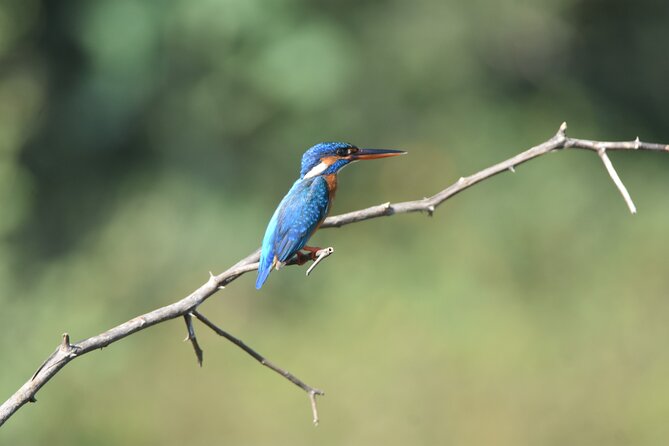 Bundala Birding Paradise - All Inclusive Tour - Practical Tips for Travelers
