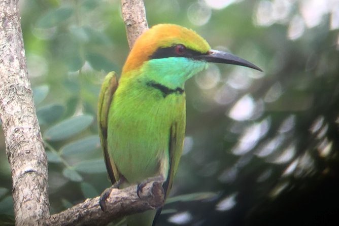 Bundala Birds Safari by Jeeps - What Makes This Safari Special?