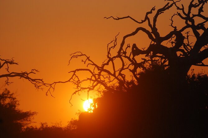 Bundala Birds Safari by Jeeps - The Benefits of a Guided Jeep Safari