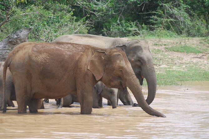 Bundala Birds Safari by Jeeps - Pricing and Value