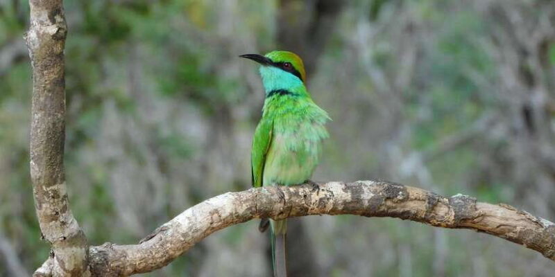 Bundala Half Day Safari PRIVATE Tours (Morning & Afternoon) - Practical Aspects and Value