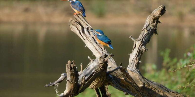 Bundala Half Day Safari PRIVATE Tours (Morning & Afternoon) - Authentic Experiences and What You’ll Remember