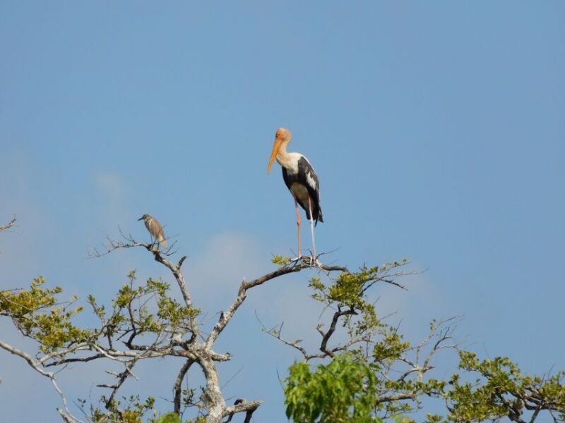 Bundala Half Day Safari PRIVATE Tours (Morning & Afternoon) - Who Is This Tour Best For?