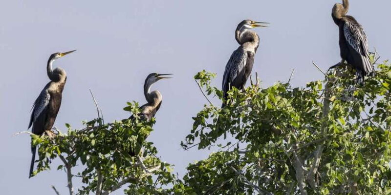 Bundala National Park: 3-Hour Morning or Evening Safari - Key Points