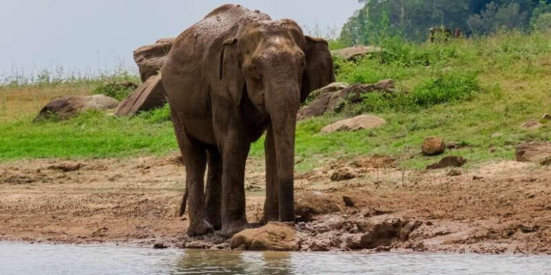 Bundala National Park: 3-Hour Morning or Evening Safari - What to Expect During the Safari