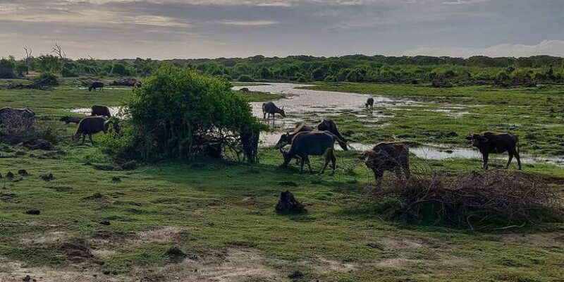 Bundala National Park: 3-Hour Morning or Evening Safari - Analyzing the Value