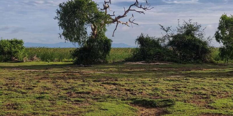 Bundala National Park: 3-Hour Morning or Evening Safari - The Sum Up