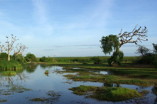 Bundala National Park by Ajith Safari - A Full Breakdown of the Tour Experience