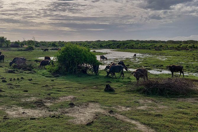 Bundala National Park Private Safari - The Main Attractions: Birds and Beyond