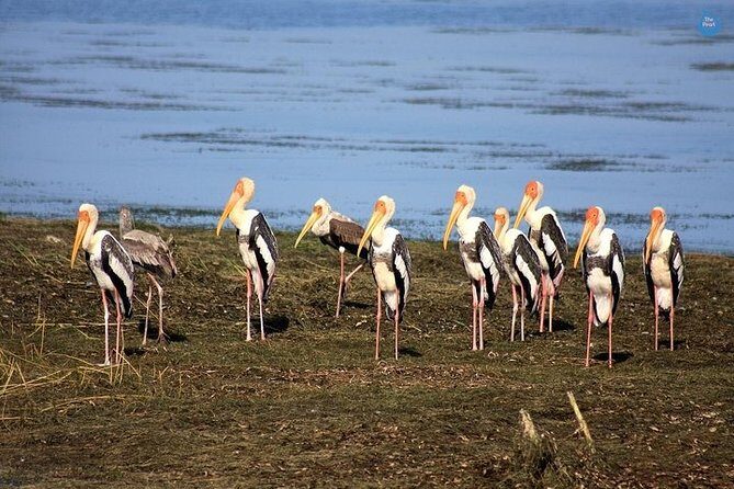 Bundala National Park Private Safari - An In-Depth Look at the Bundala Safari Experience
