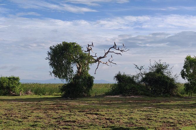 Bundala National Park Private Safari with Naturalist - An In-Depth Look at the Safari Experience