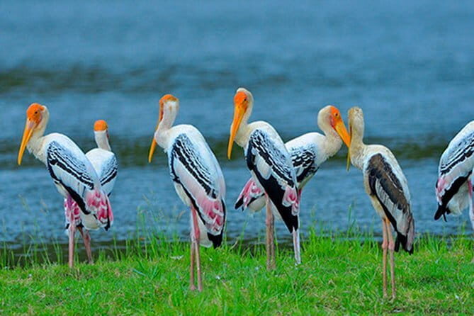 Bundala National Park Safari from Dikwella - Key Points