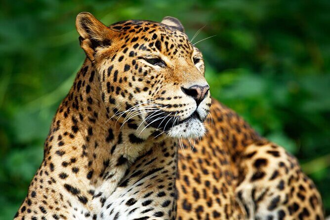 Bundala National Park Safari from Hikkaduwa - An In-Depth Look at the Safari Experience