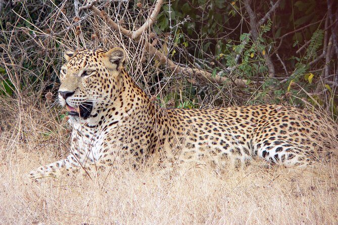 Bundala National Park Safari from Hikkaduwa - The Sum Up
