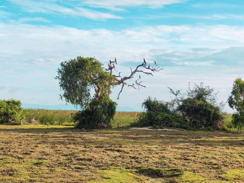 Bundala National Park Safari from Hikkaduwa - Key Points