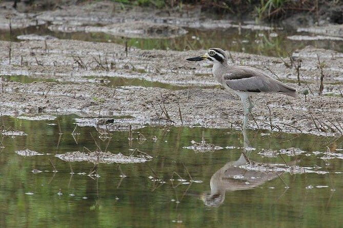 Bundala National Park Safari from Mirissa - An In-Depth Look at the Bundala National Park Safari