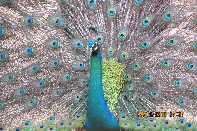 Bundala National Park Safari (PRIVATE TOURS)- Morning & Afternoon - Value and Practical Considerations