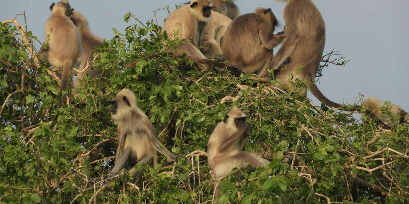 Bundala National Park Safari (PRIVATE TOURS) - Key Points