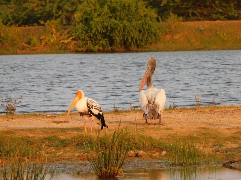 Bundala National Park Safari (PRIVATE TOURS) - Who Will Love This Tour