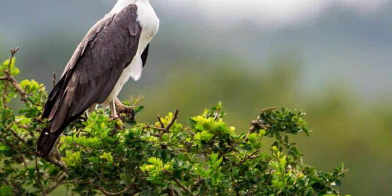 Bundala National Park Safari Tour - Safari in Golden Hours - Key Points