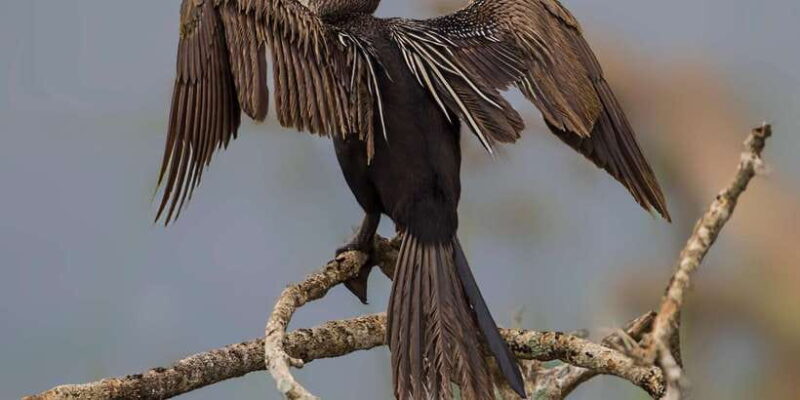 Bundala National Park Safari Tour - Safari in Golden Hours - Authentic Feedback from Travelers