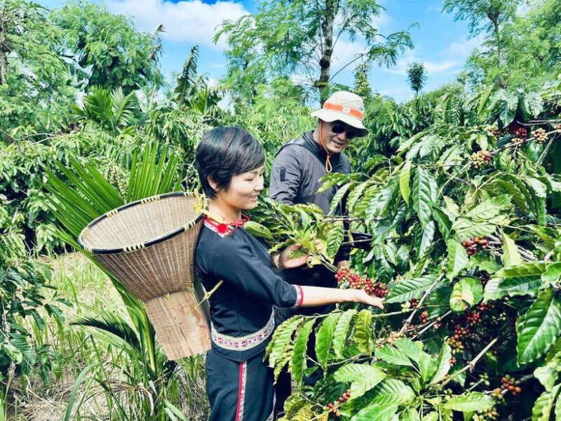 Buon Ma Thuot: Authentic Coffee Farm Experience with Lunch - Authentic Coffee Farming in Buon Ma Thuot: A Tour Worth Taking