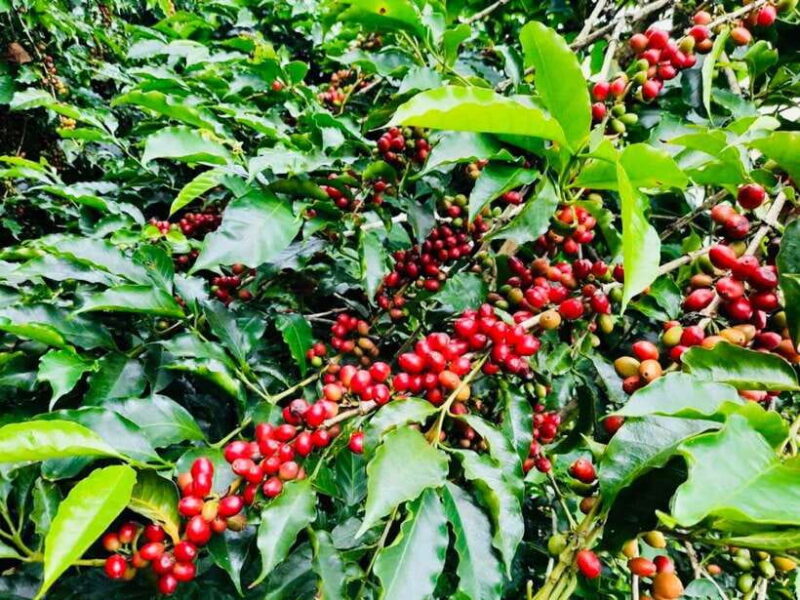 Buon Ma Thuot: Bean to Brew Coffee Farm Tour with Tasting - Practical Tips