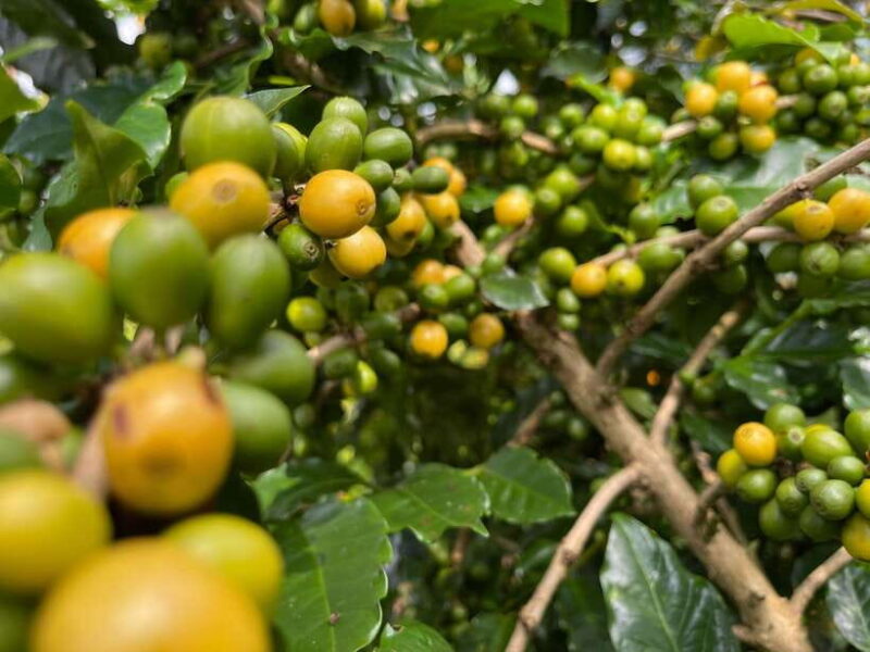 Buon Ma Thuot: Coffee Farm Tour (Bean to Brew) with Pickup - Key Points