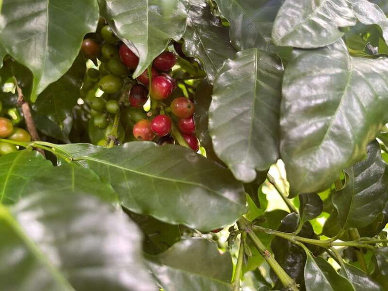 Buon Ma Thuot: Coffee Farm Tour (Bean to Brew) with Pickup - Who Will Love This Tour